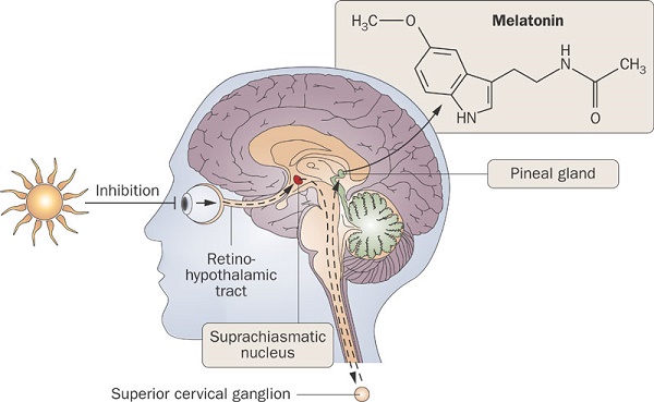 Know About Pineal Gland And Diagnosis Of Disorders Related To It